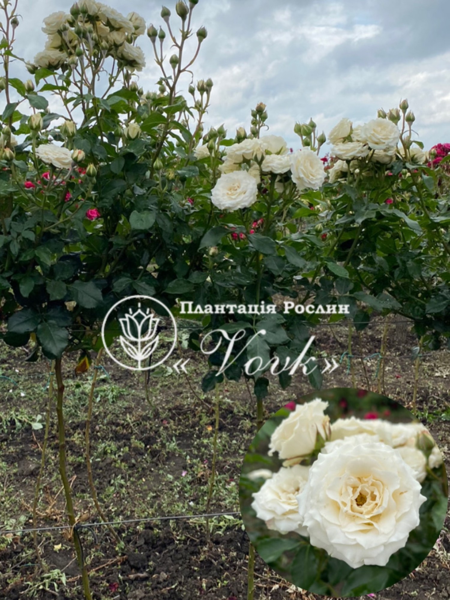 Троянда Вайт Леді штамб